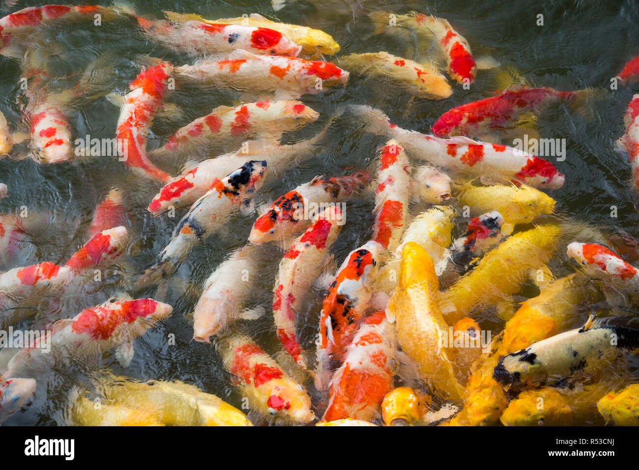 Feeding fish carp Stock Photo - Alamy