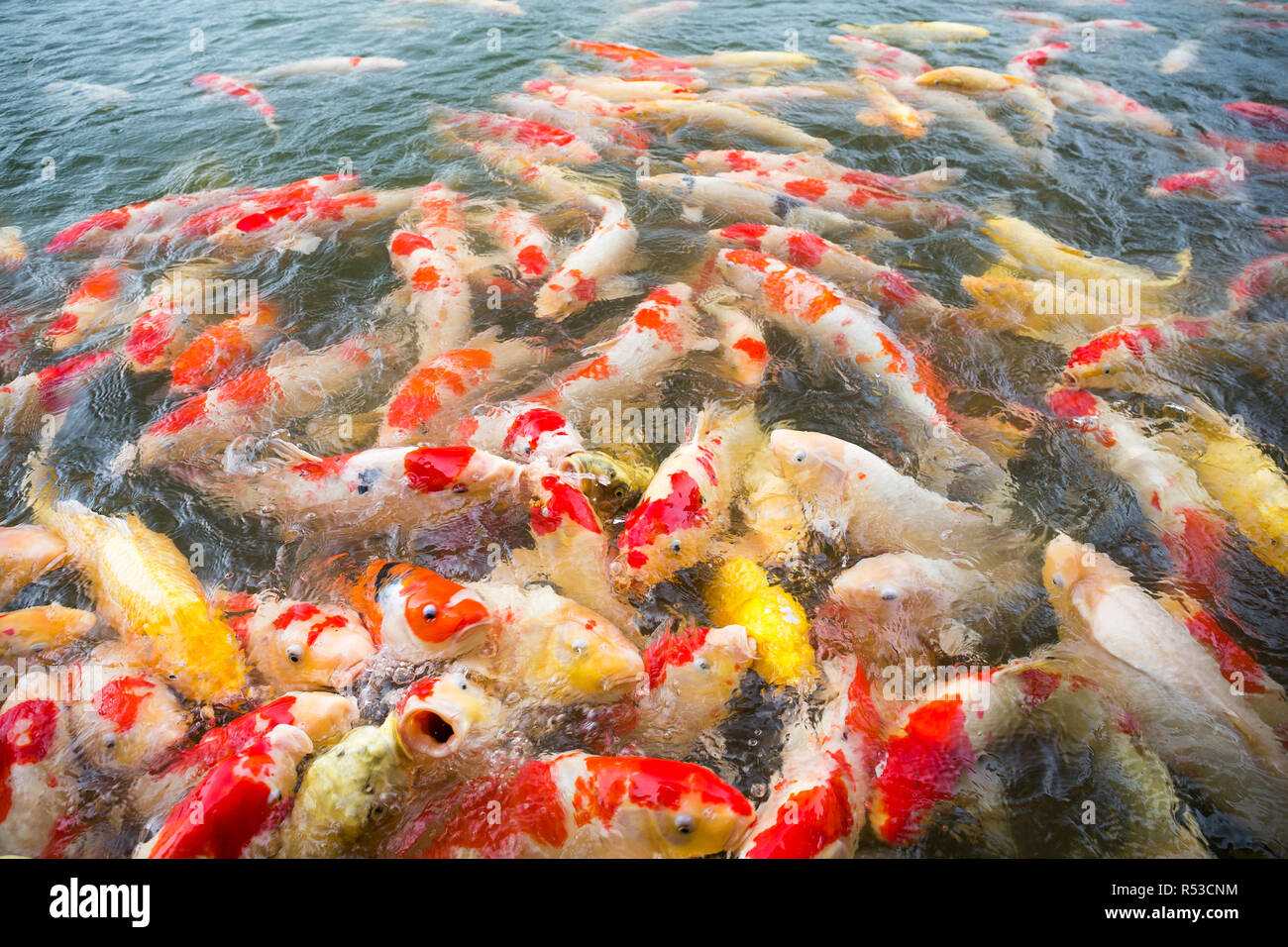 Feeding crowded goldfish hi-res stock photography and images - Alamy