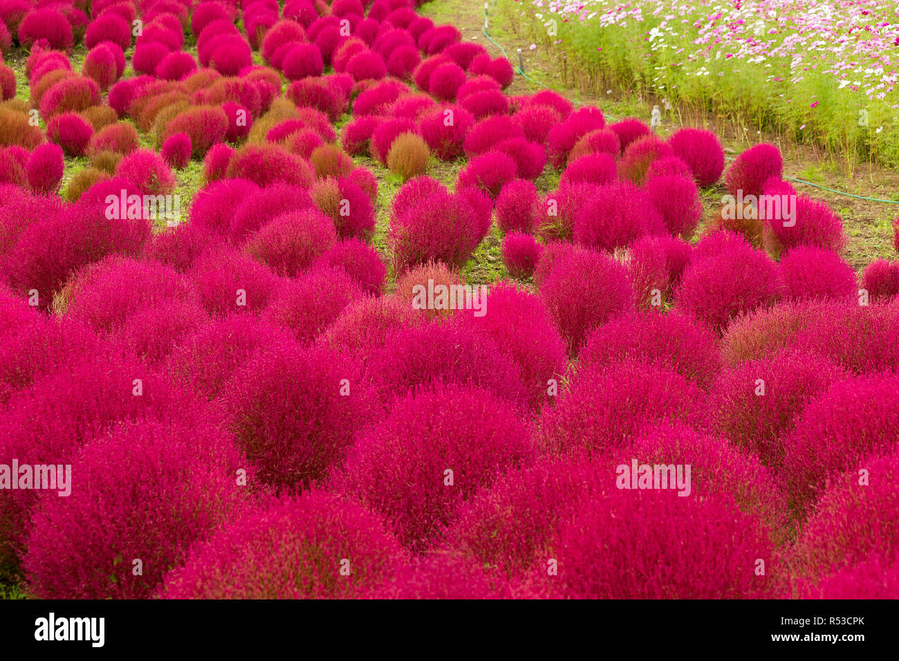 Kochia flowers in red Stock Photo - Alamy