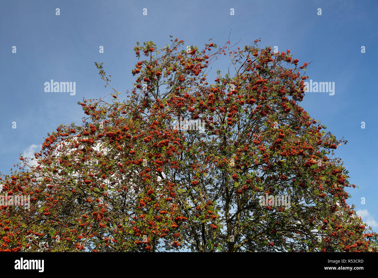 European Rowan full of berries (Sorbus aucuparia) on blue sky Stock ...