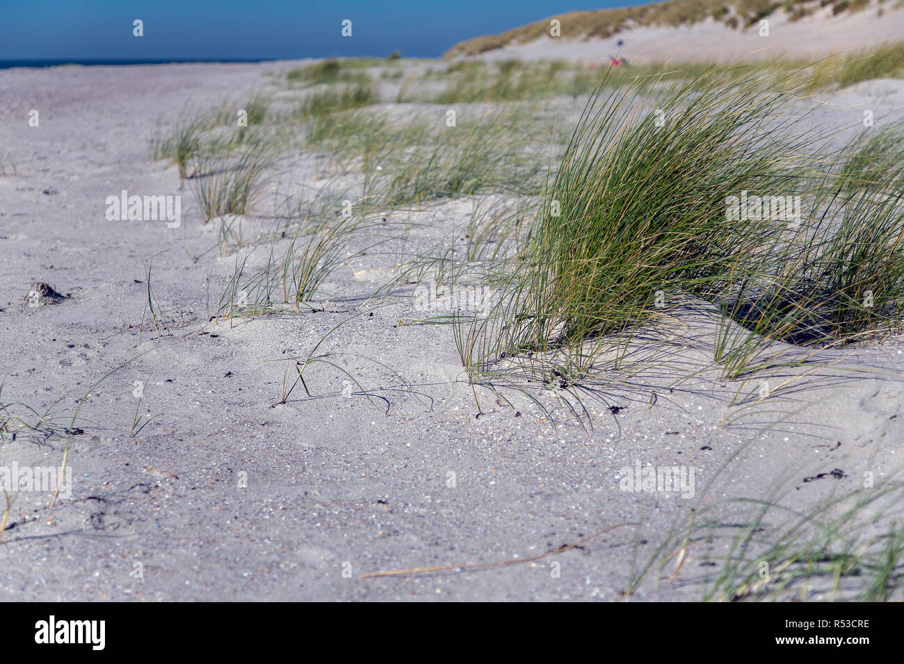 Young sand dunes partly covered with Marram grass (Ammophila arenaria ...