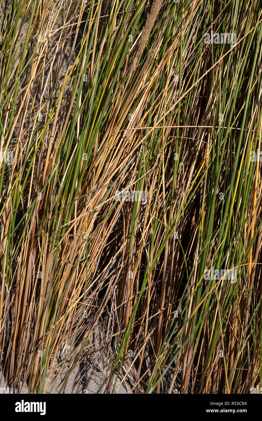 Marram grass (Ammophila arenaria) growing on sand dune Stock Photo - Alamy