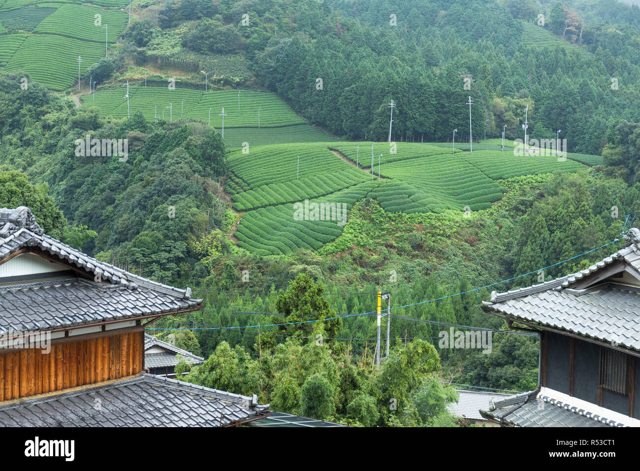 Tea farm and japanese house Stock Photo - Alamy