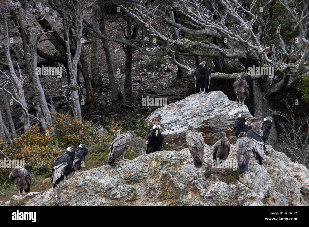 Andean Condors feed on a dead elephant seal in Karukinka National ...
