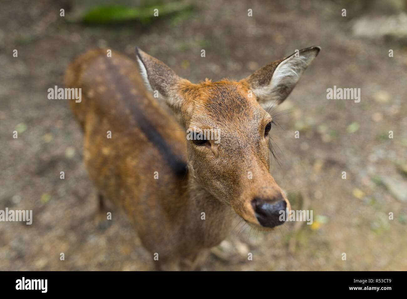 Deer eat bark hi-res stock photography and images - Alamy