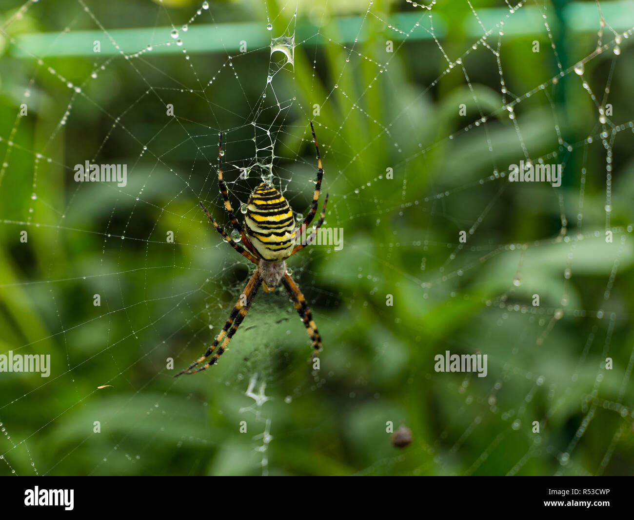 Spider peeking hi-res stock photography and images - Alamy