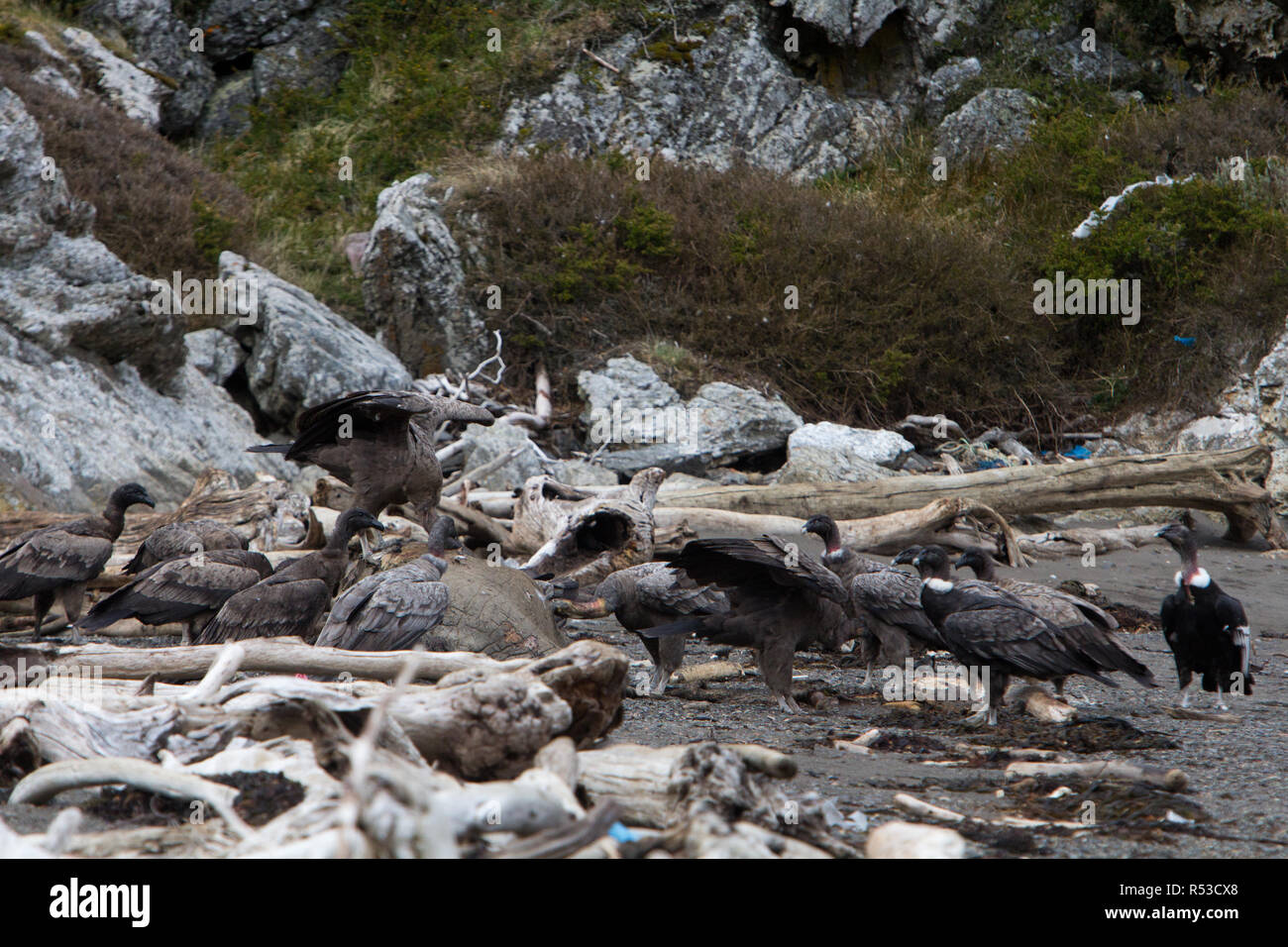Andean Condors feed on a dead elephant seal in Karukinka National ...