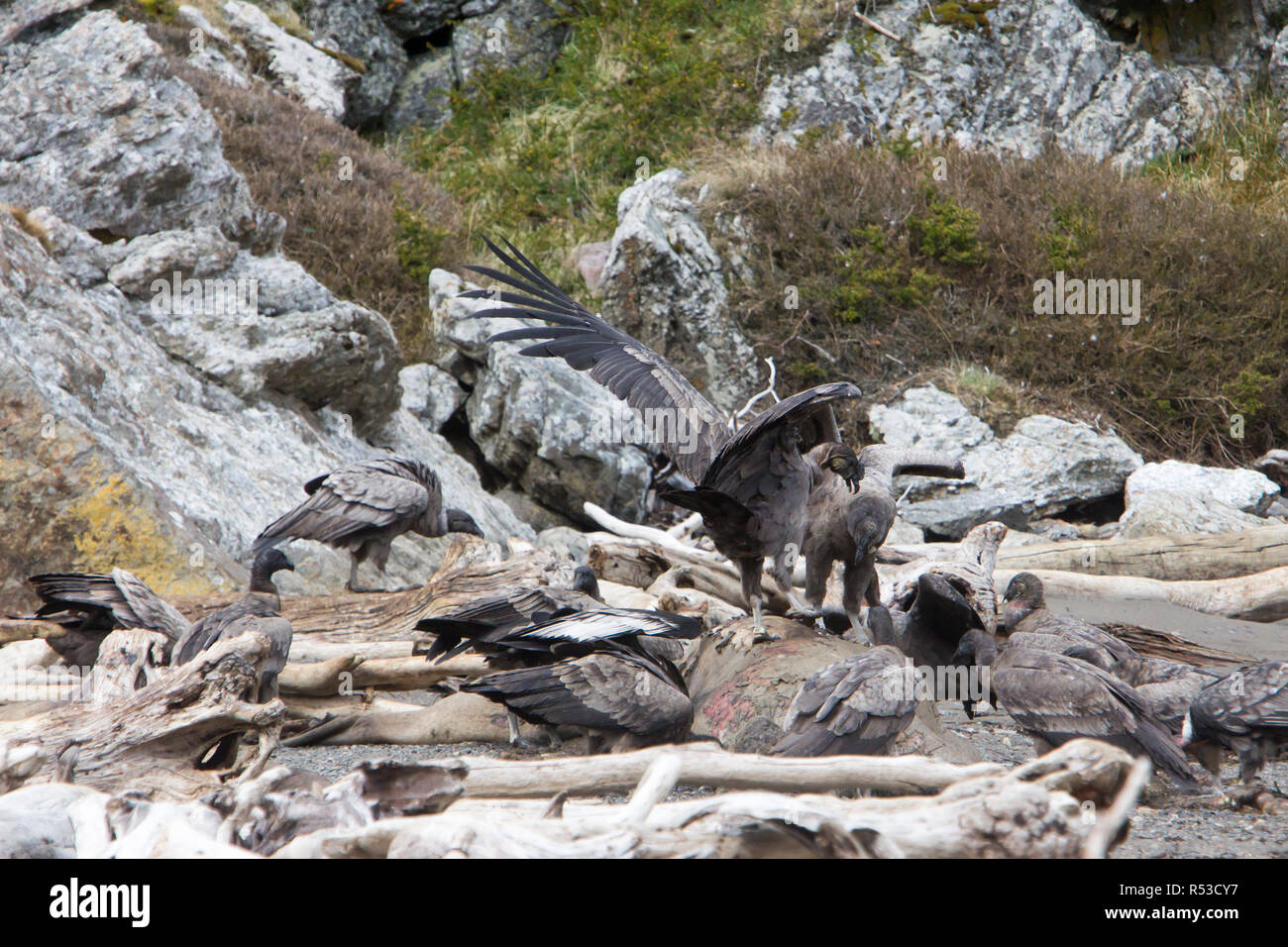 Andean Condors feed on a dead elephant seal in Karukinka National ...