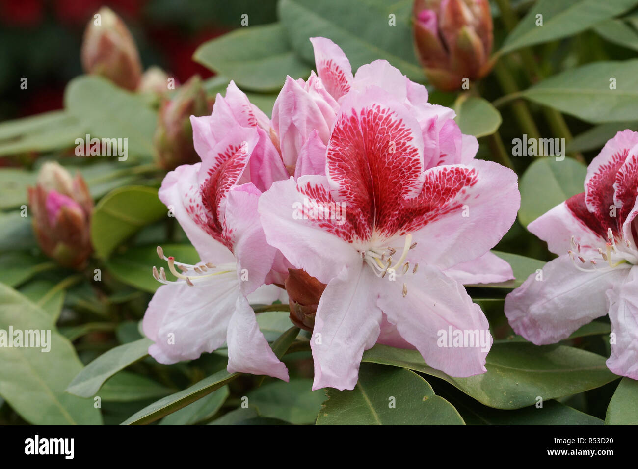 Belami hi-res stock photography and images - Alamy