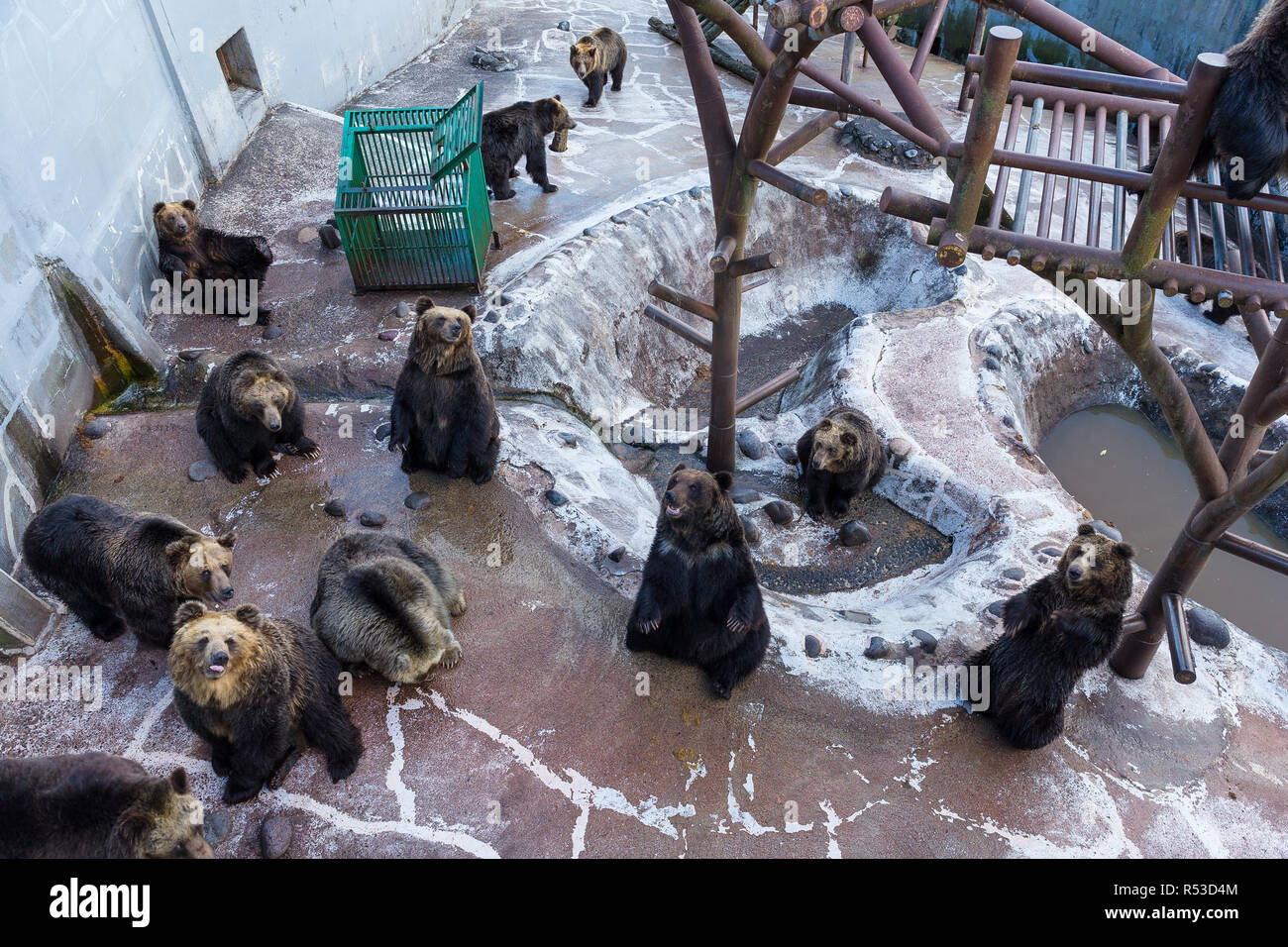 Group of Bear in zoo park Stock Photo - Alamy