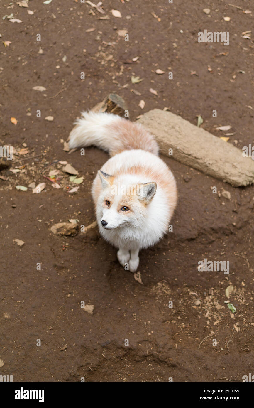 White fox at outdoor Stock Photo - Alamy