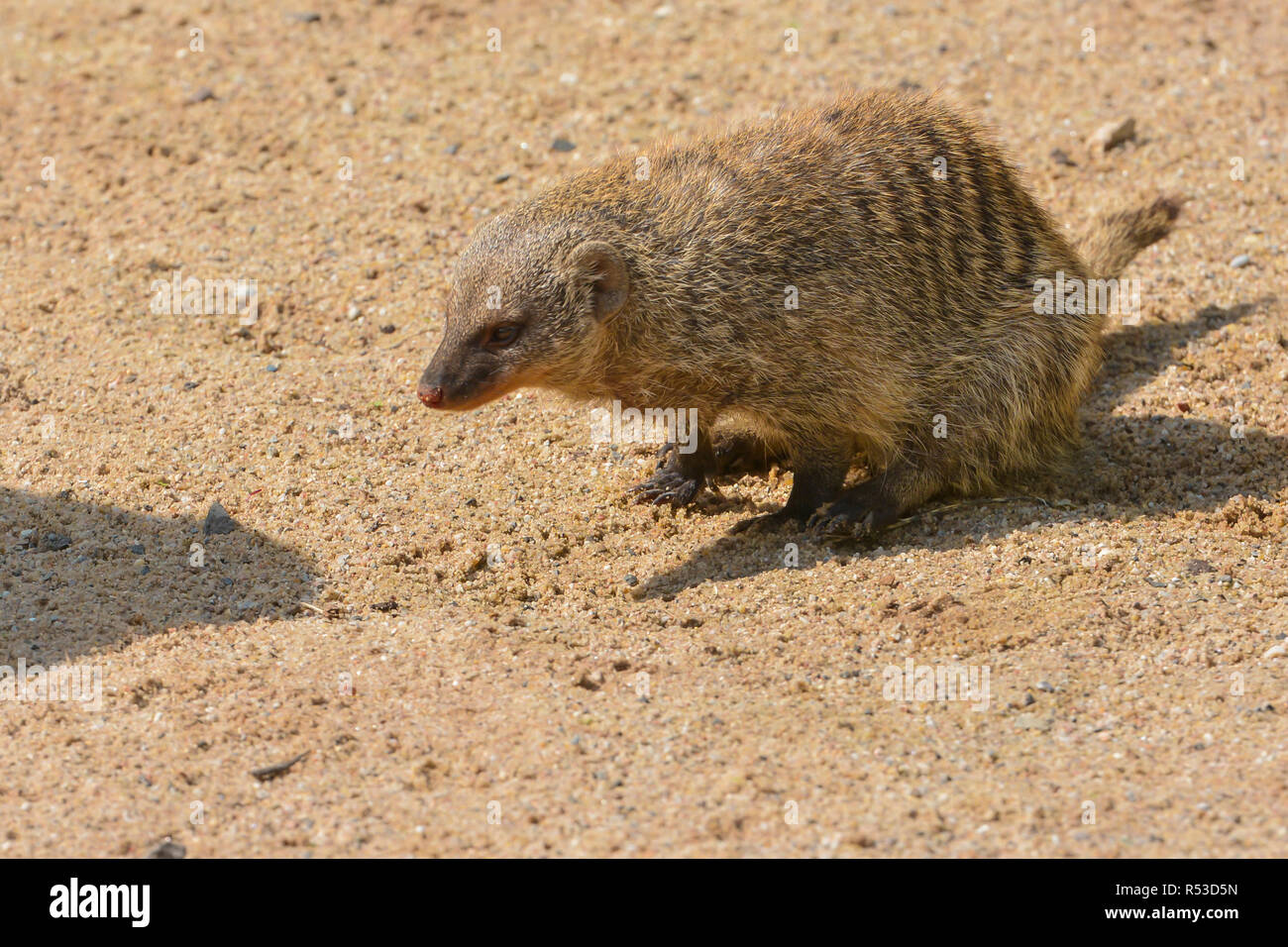Herpestes mungo hi-res stock photography and images - Alamy