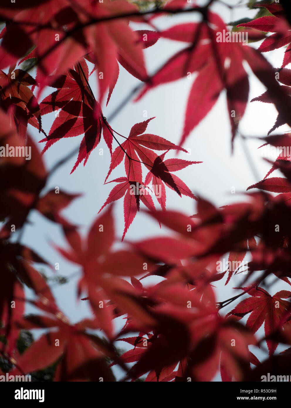 Red japanese fan maple hi-res stock photography and images - Alamy