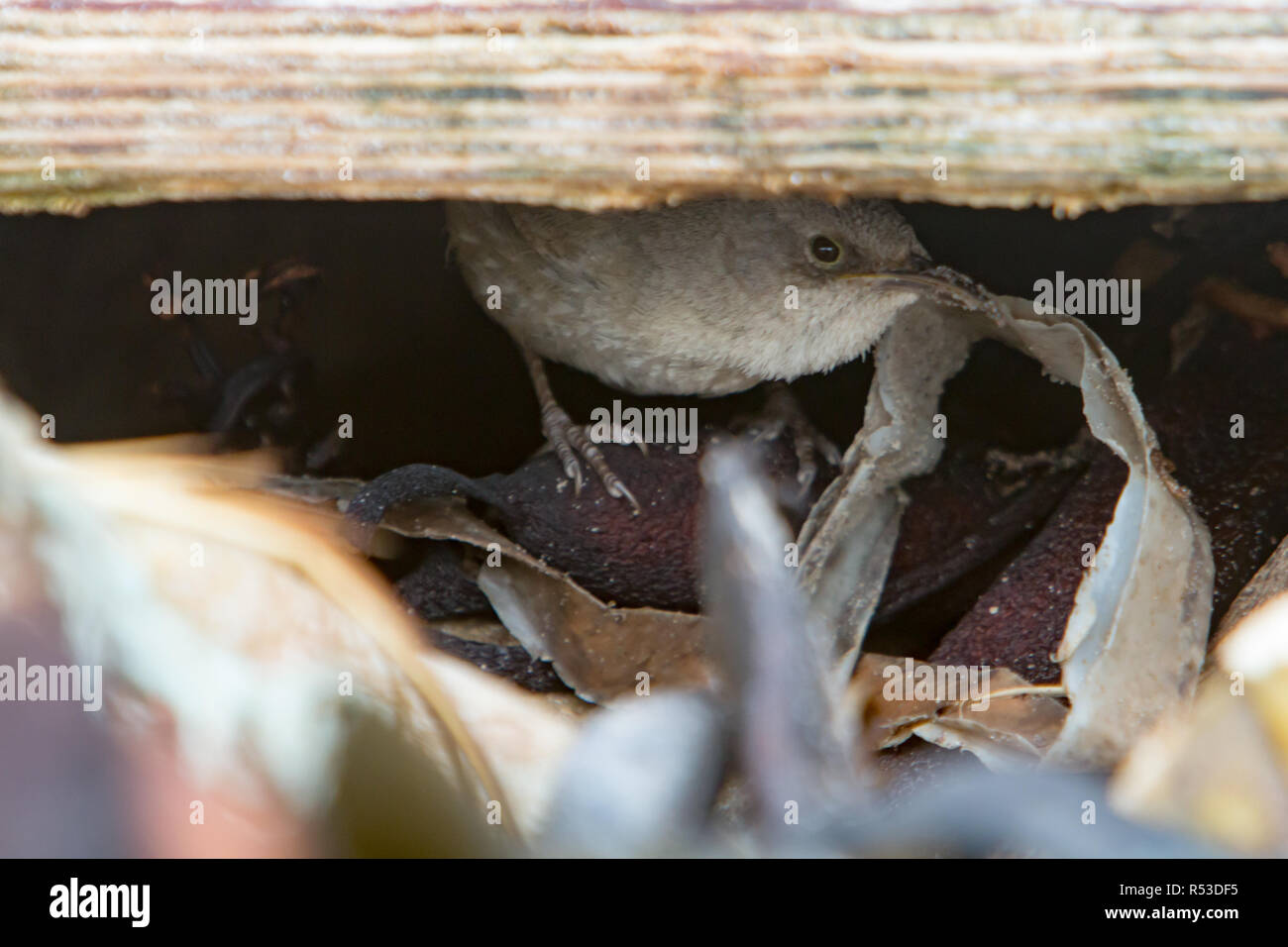 Cobb's Wren, an endemic songbird to the Falkland Islands, on Carcass ...