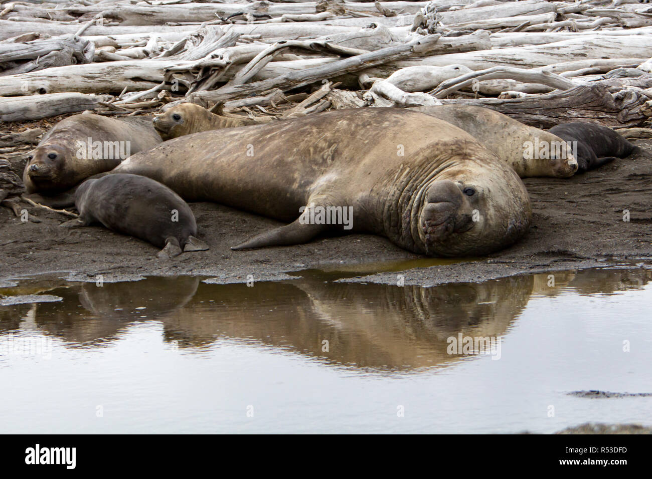 Southern Elephant seals breeding at Karukinka reserve, Tierra del Fuego ...