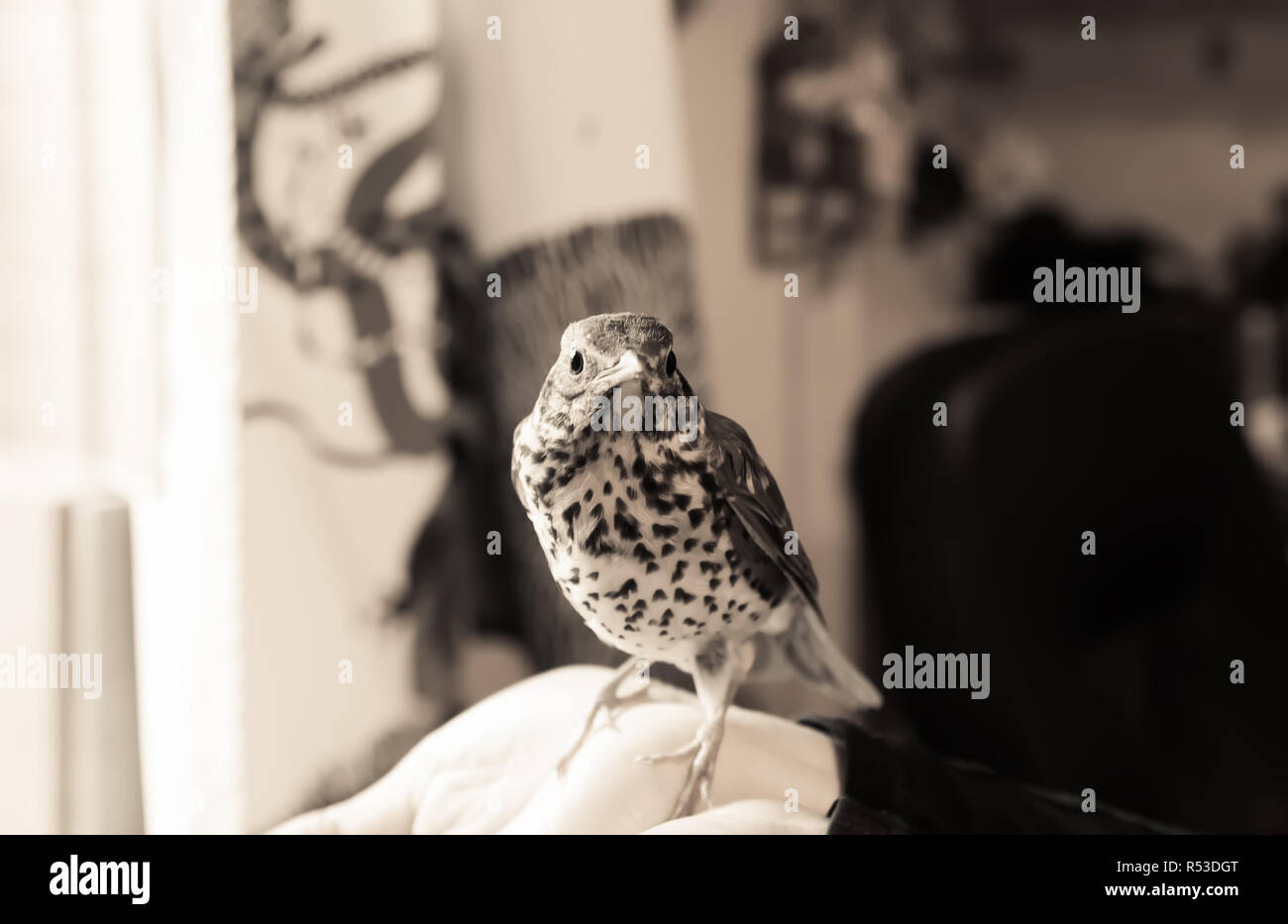 Human bird hi-res stock photography and images - Alamy