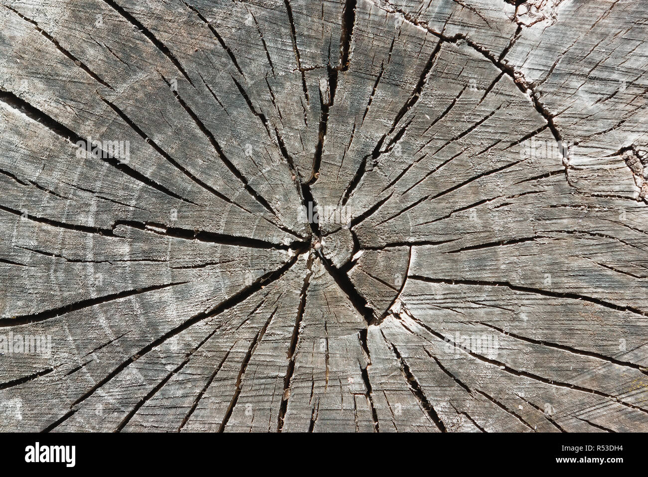 Old Weathered Tree Trunk Texture Stock Photo - Alamy