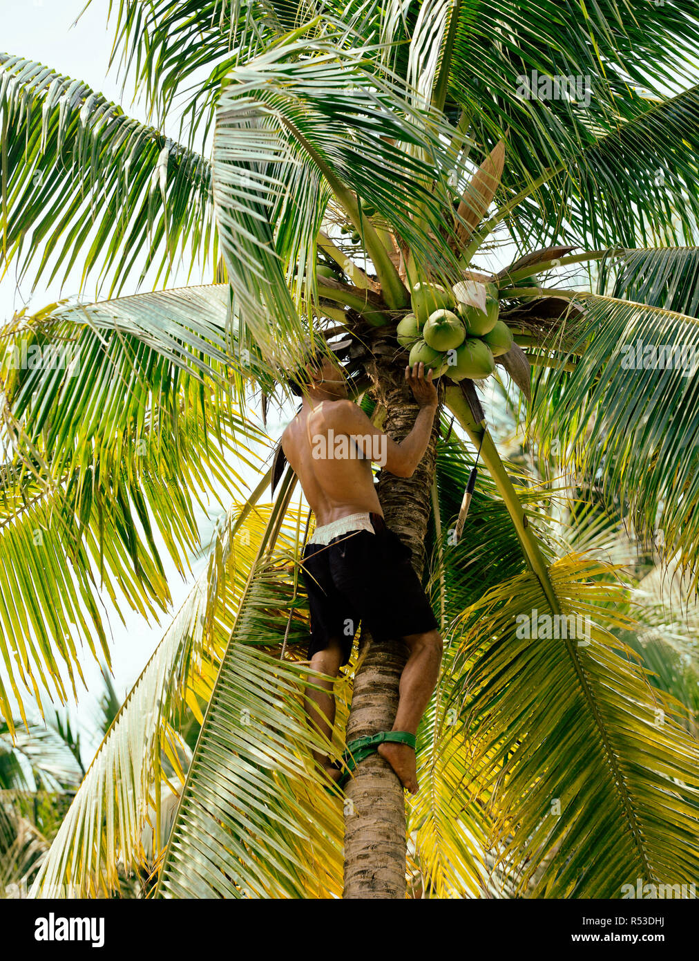 professional climber on coconut treegathering coconuts with rope close ...