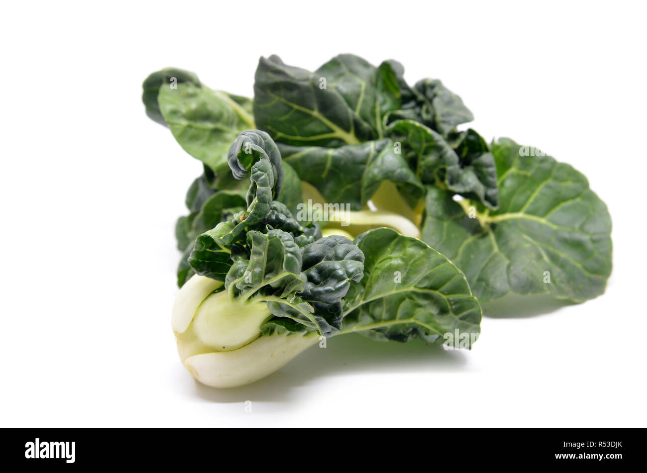 Milk cabbage bok choy Stock Photo - Alamy