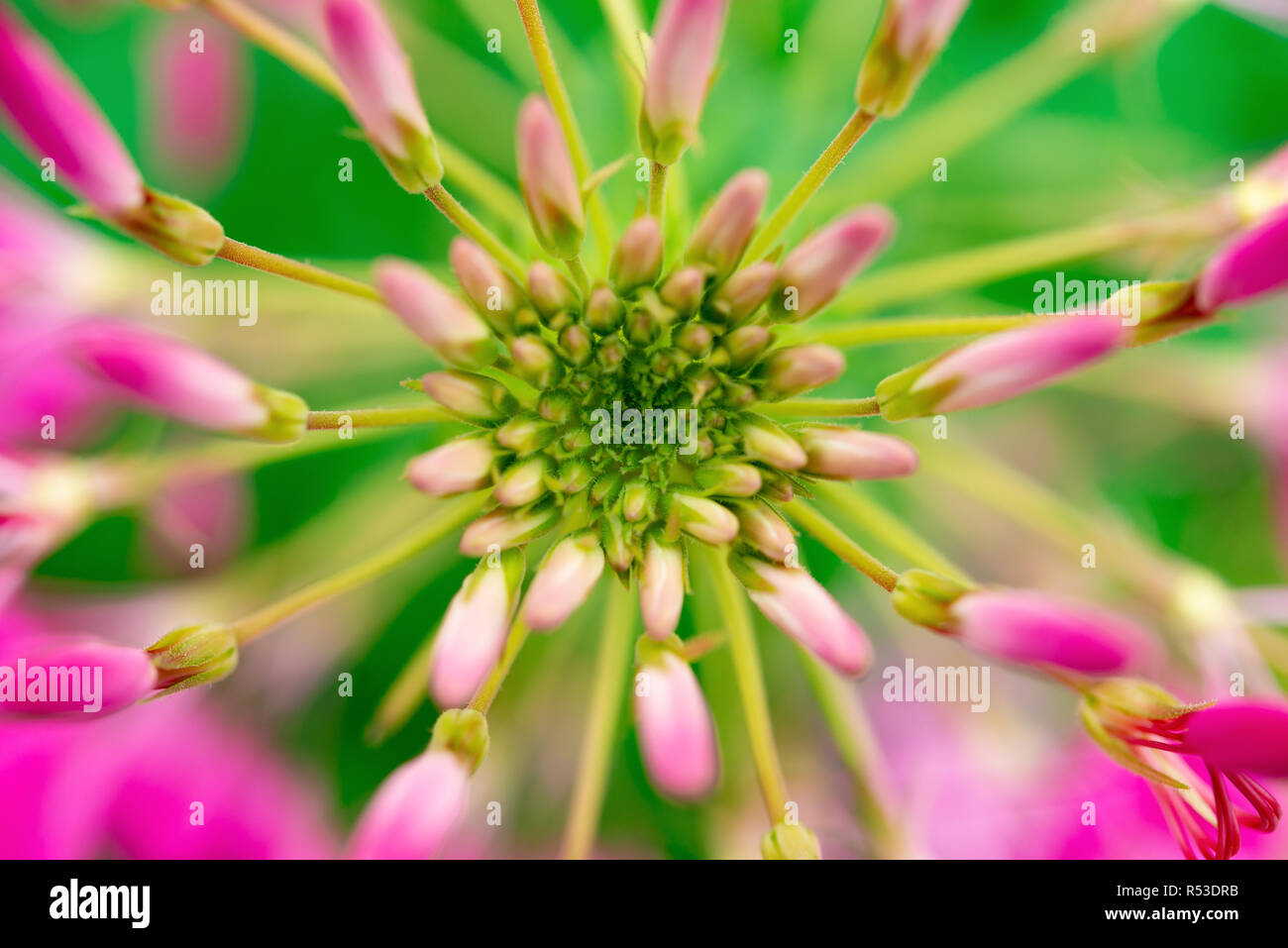 central of a beautiful flower close up Stock Photo - Alamy