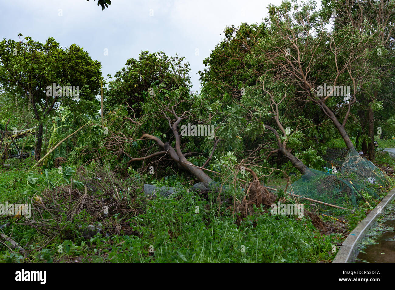 broken trees after a strong storm went through Stock Photo - Alamy