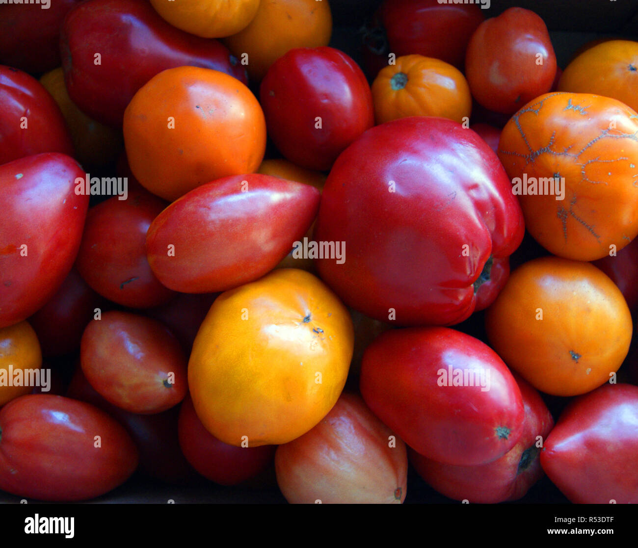 Much fruits of the tomato Stock Photo - Alamy