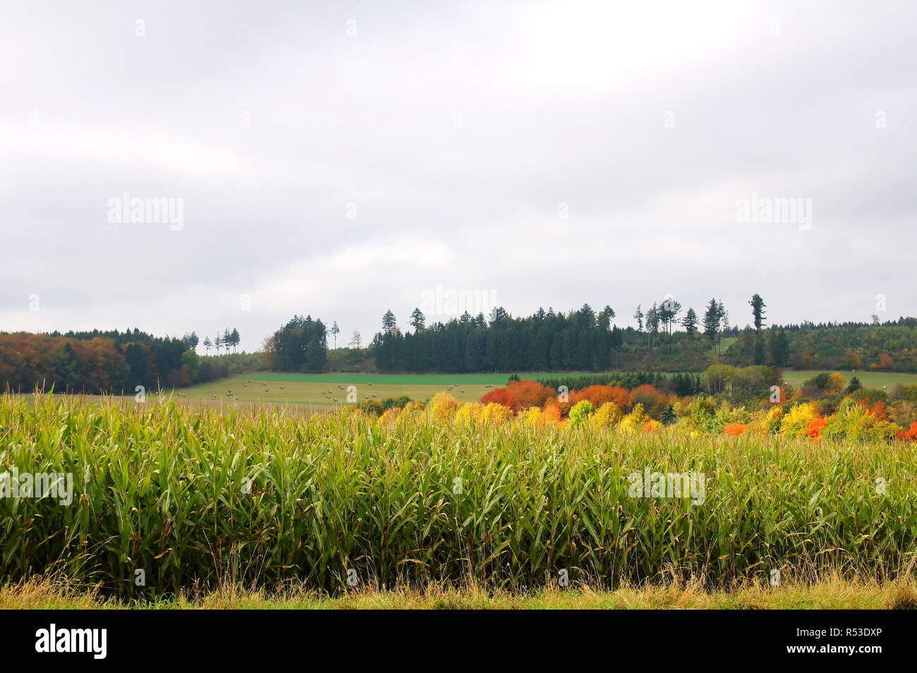 forest and field Stock Photo - Alamy