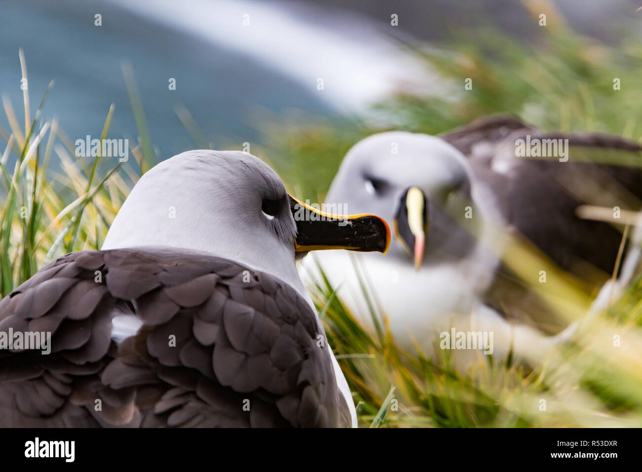 Gray-headed albatross on the nest in Elsehul bay, South Georgia Island ...