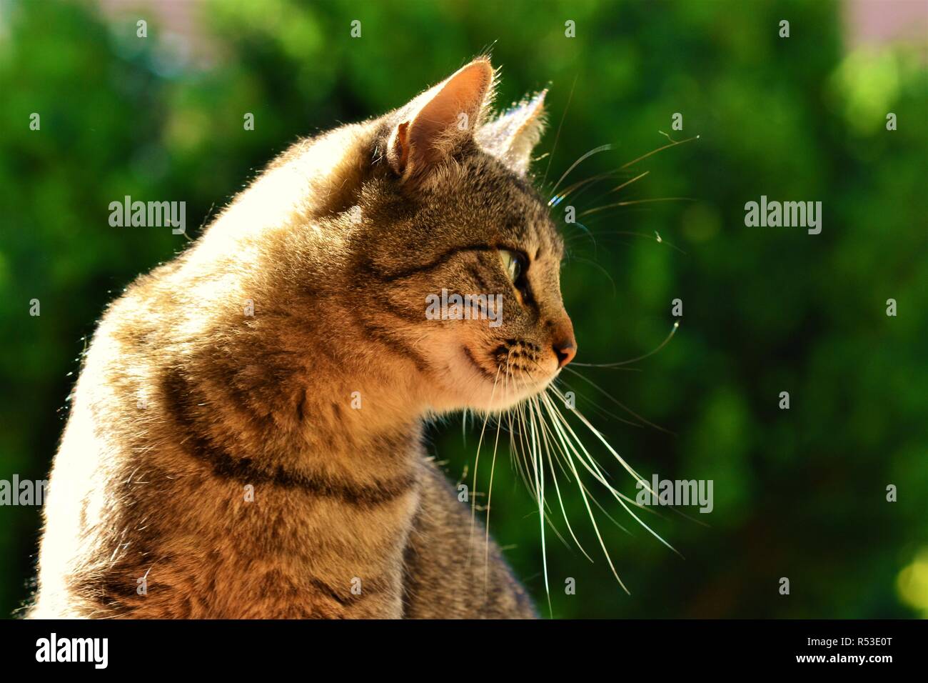 cat in the nature Stock Photo - Alamy
