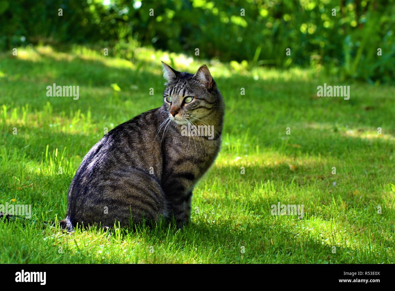 cat in the garden Stock Photo - Alamy