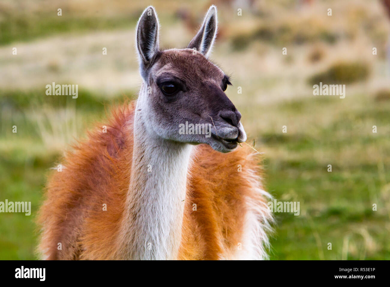 Guanaco patagonia hi-res stock photography and images - Alamy