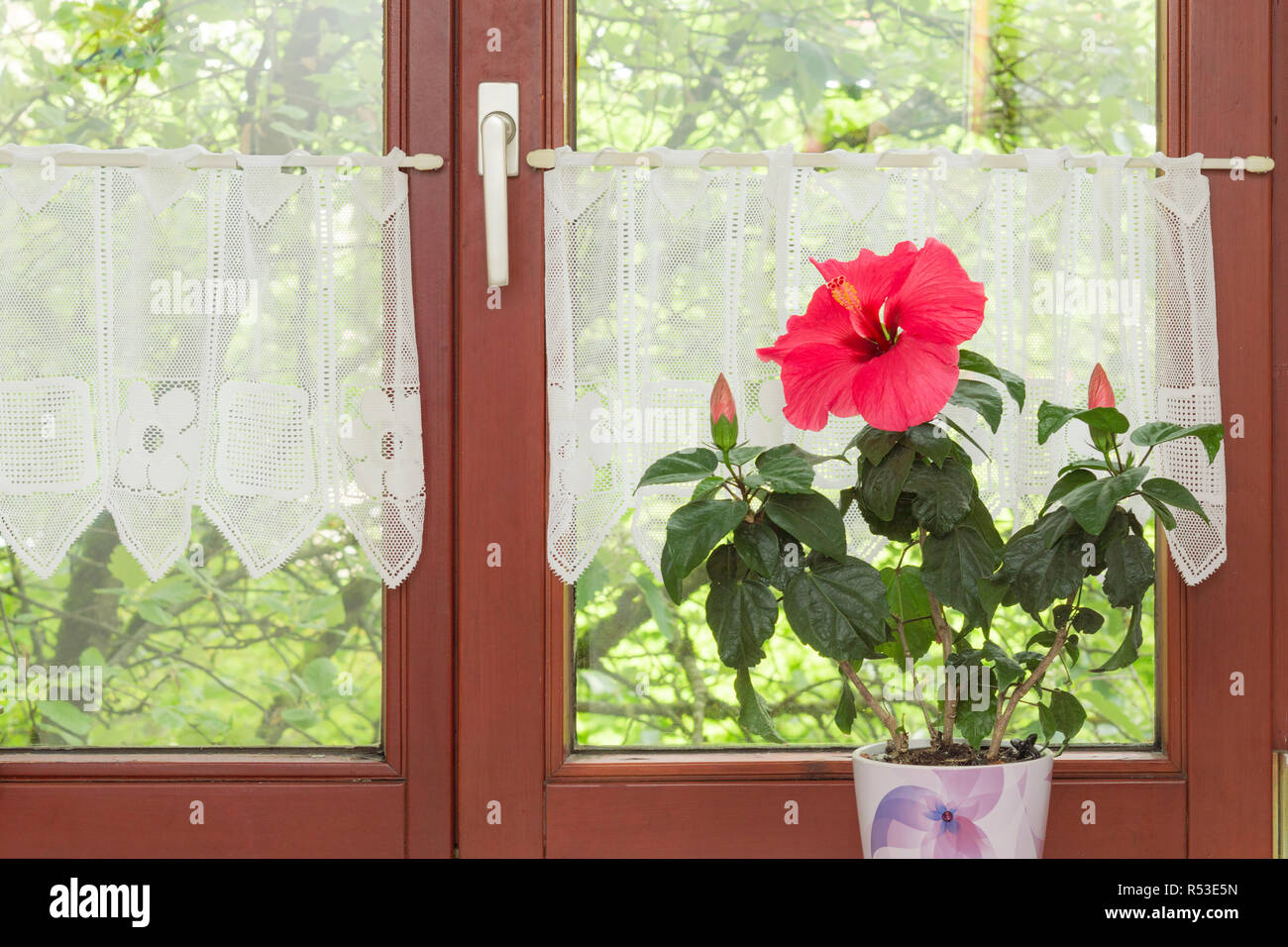 Beautiful potted red Hibiscus flower on window sill Stock Photo - Alamy