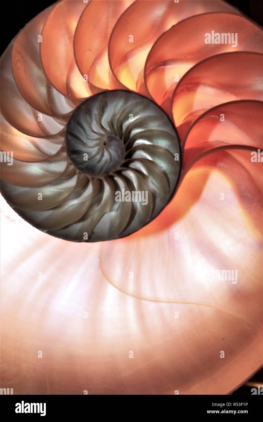 nautilus shell symmetry Fibonacci half cross section spiral golden ...