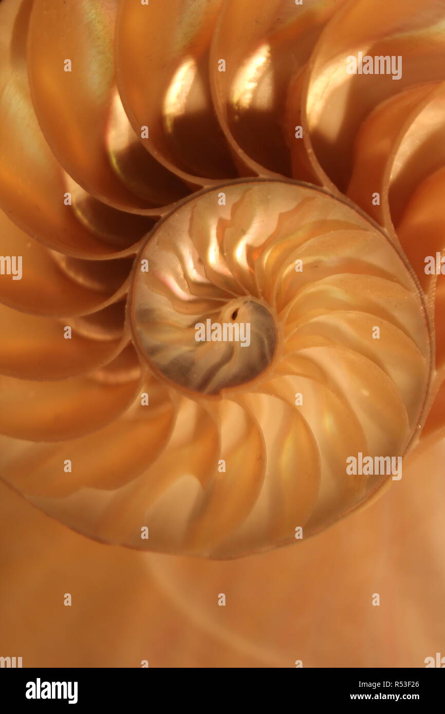 nautilus shell symmetry Fibonacci half cross section spiral golden ...