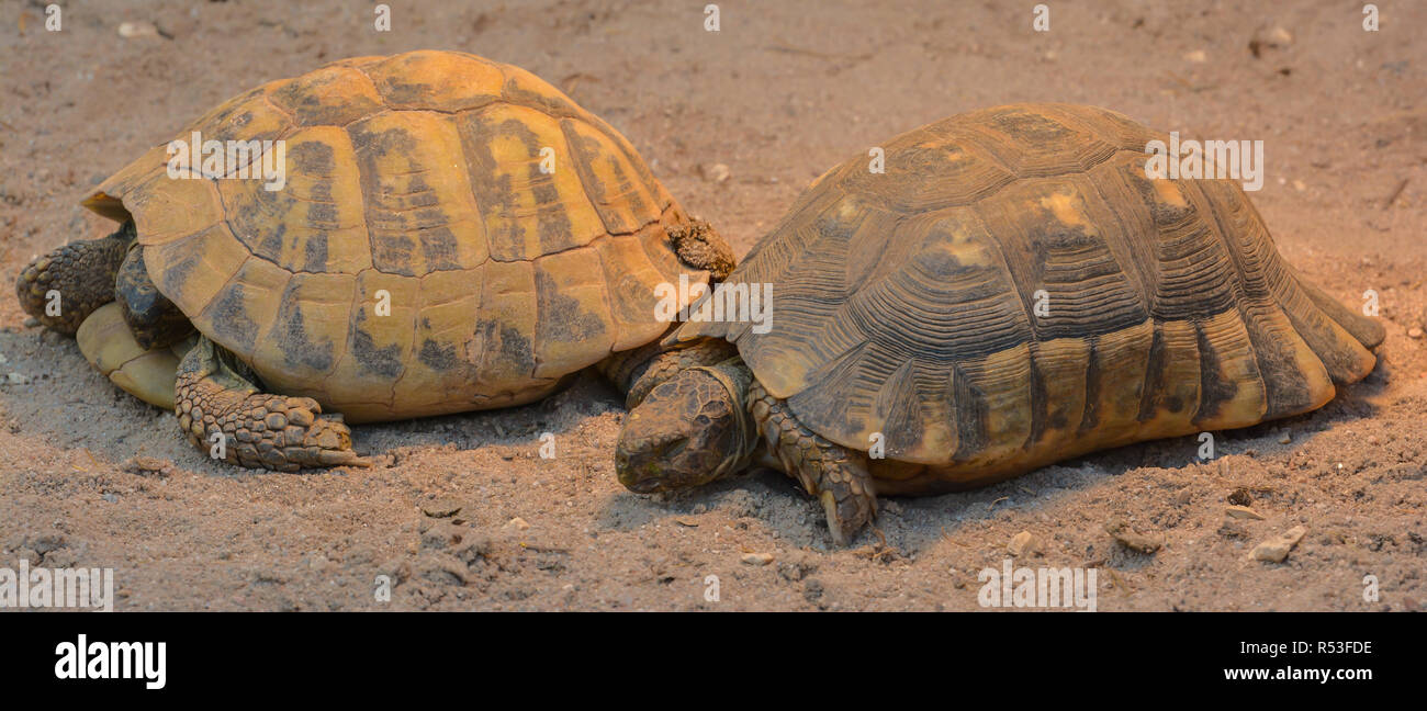 Cryptodira hi-res stock photography and images - Alamy