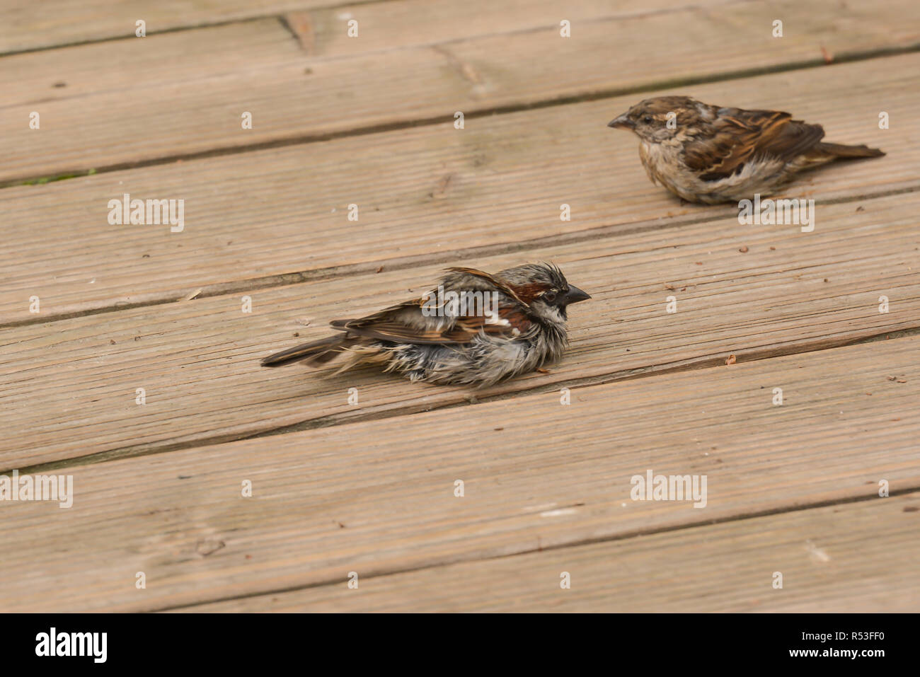 sparrows during feather drying Stock Photo - Alamy