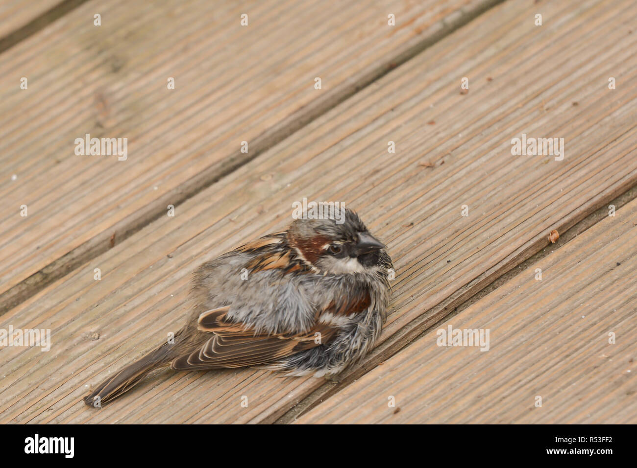 Feather drying hi-res stock photography and images - Alamy