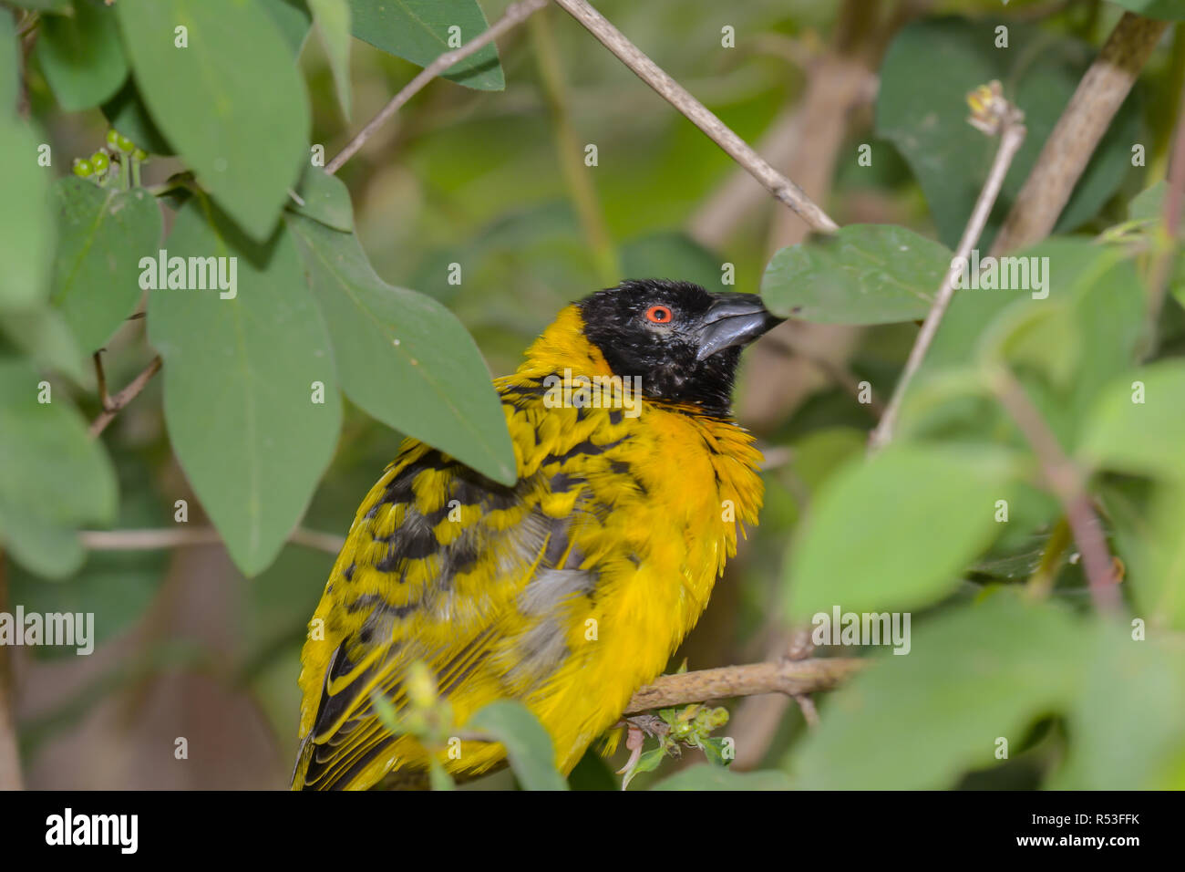 Webervogel ploceidae hi-res stock photography and images - Alamy