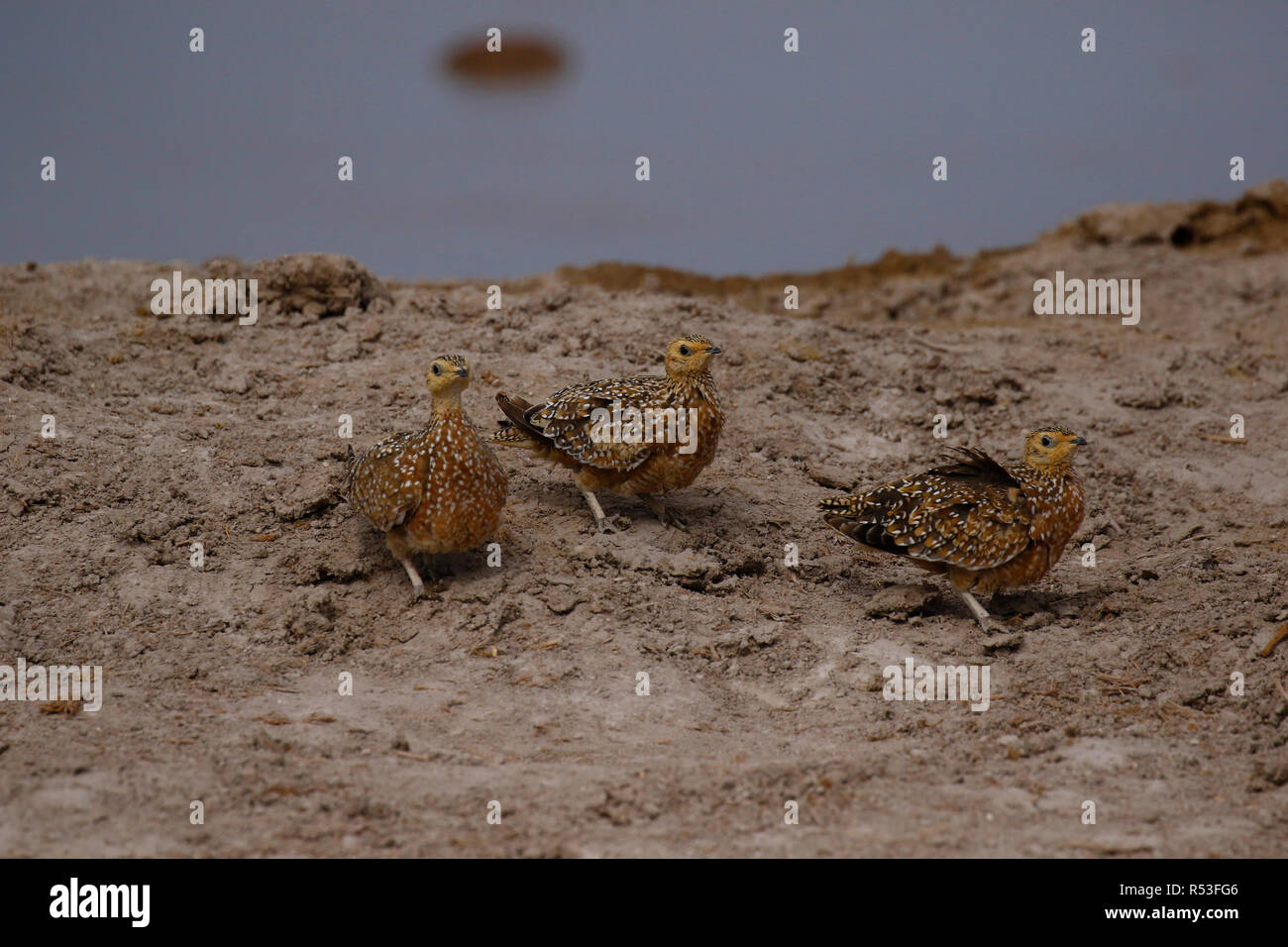 African grouse hi-res stock photography and images - Alamy