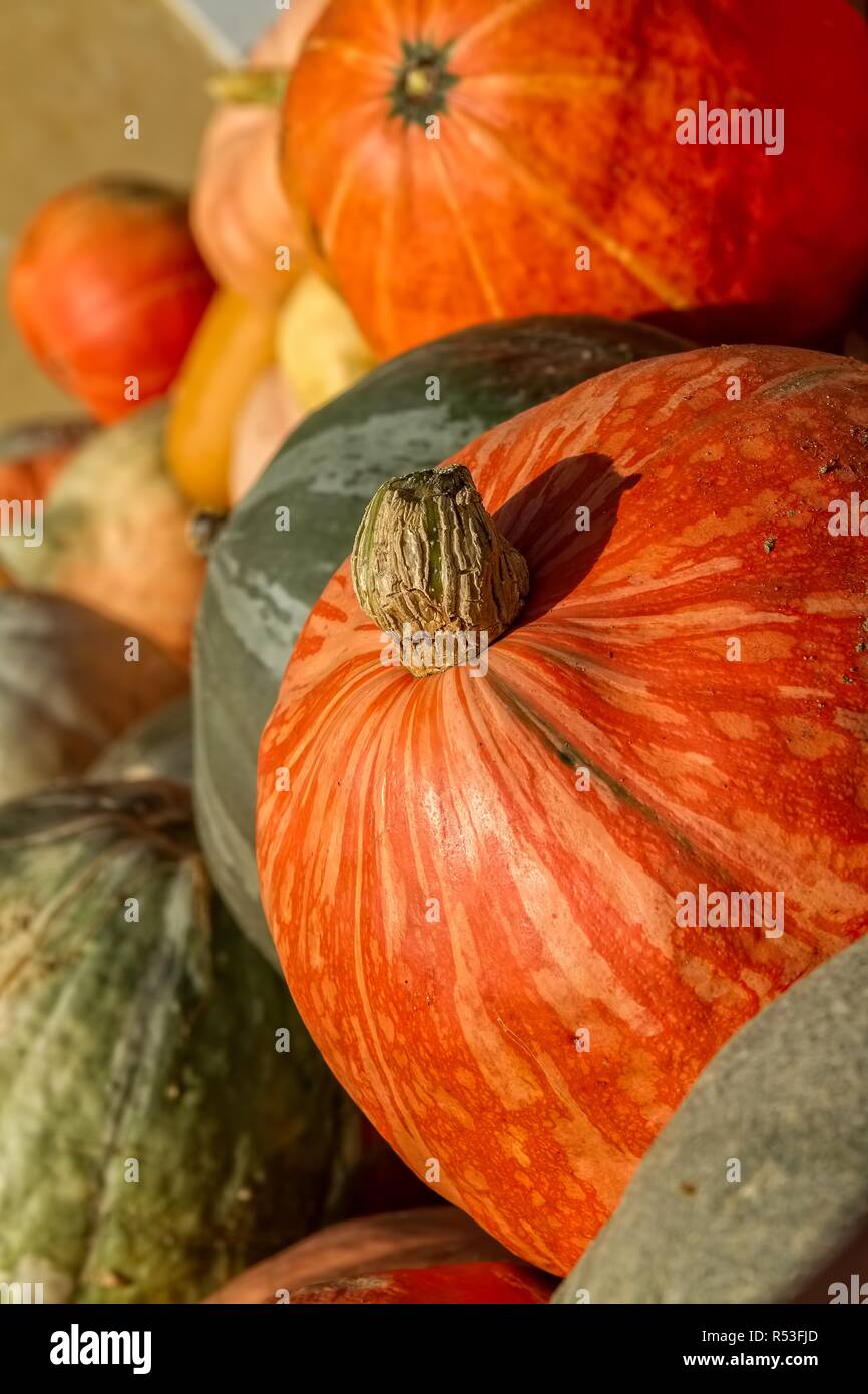 Loads of pumpkins hi-res stock photography and images - Alamy