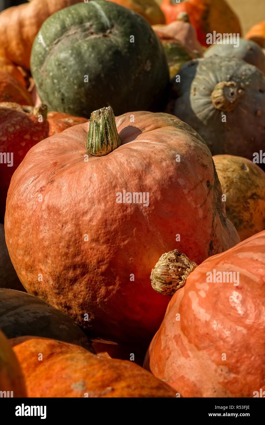 Loads of pumpkins hi-res stock photography and images - Alamy