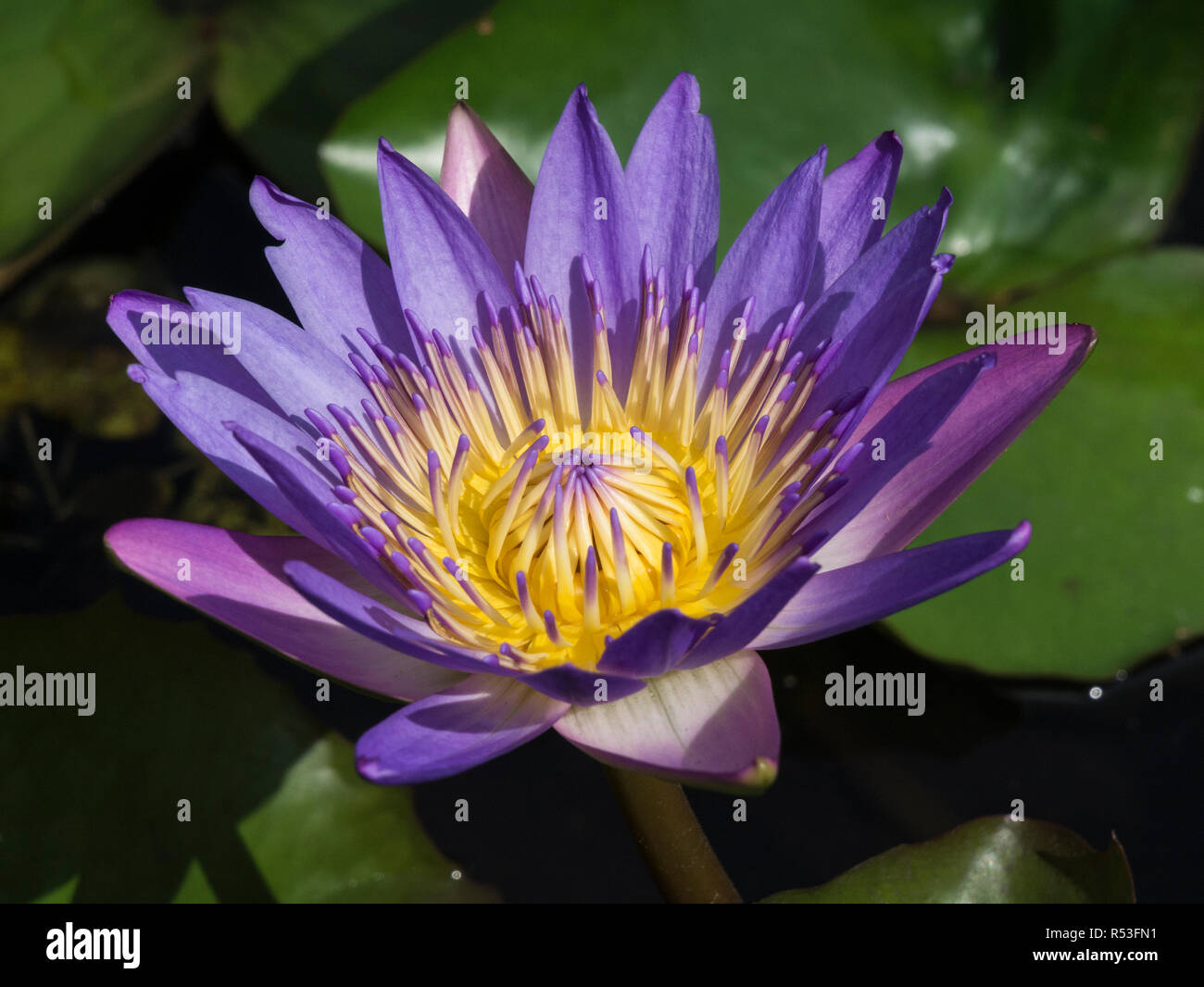 Family nelumbonaceae hi-res stock photography and images - Alamy