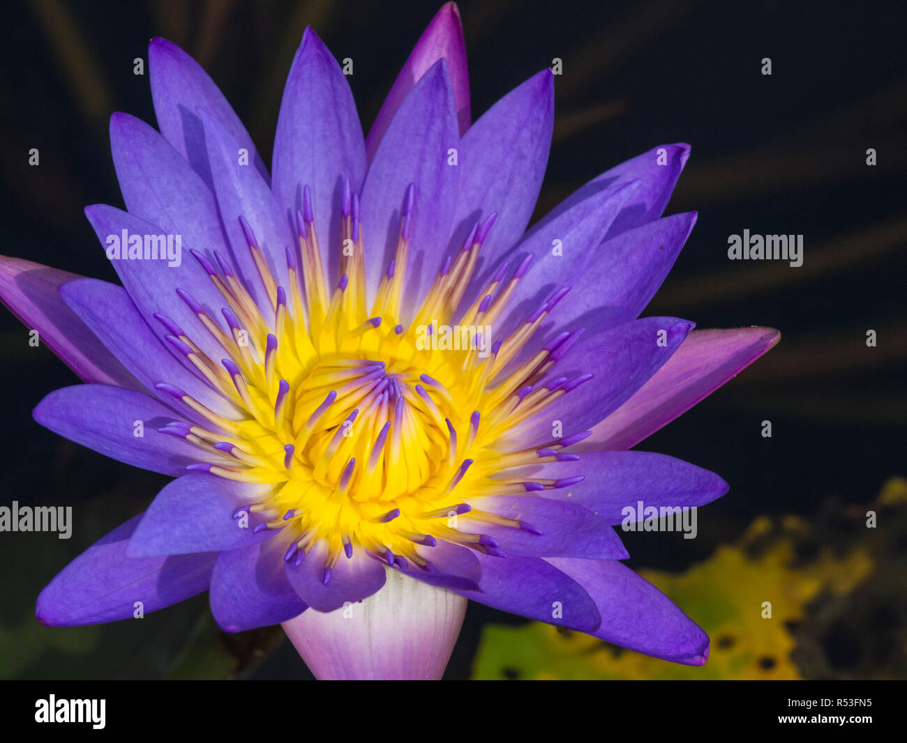 Close up purple and yellow lotus flower Nelumbo nucifera aquatic plant ...