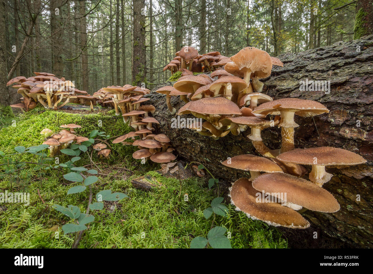 mushroom colony | halli mash (armillaria Stock Photo - Alamy
