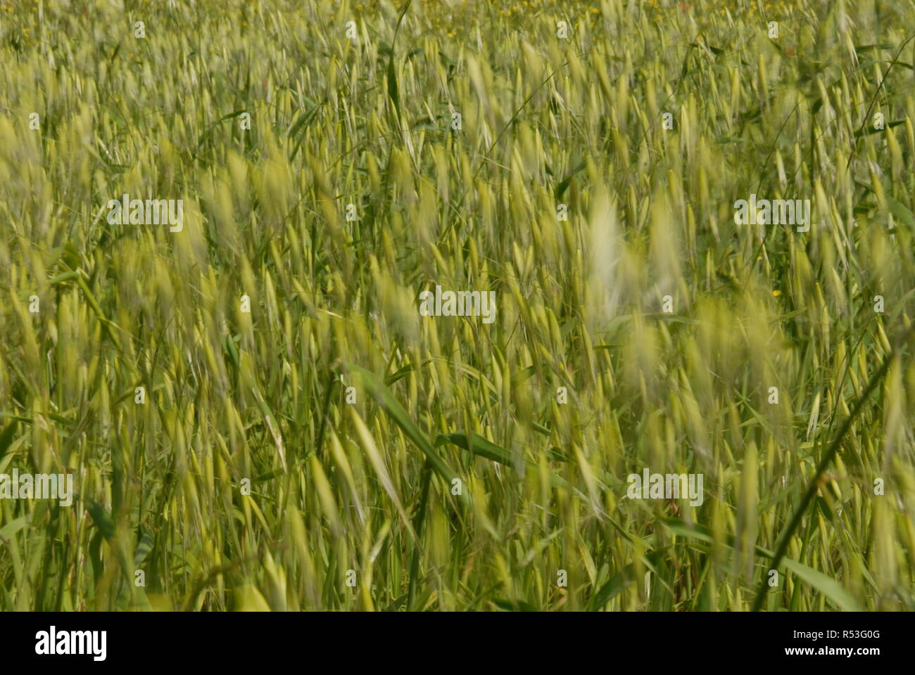 Oats farming africa hi-res stock photography and images - Alamy