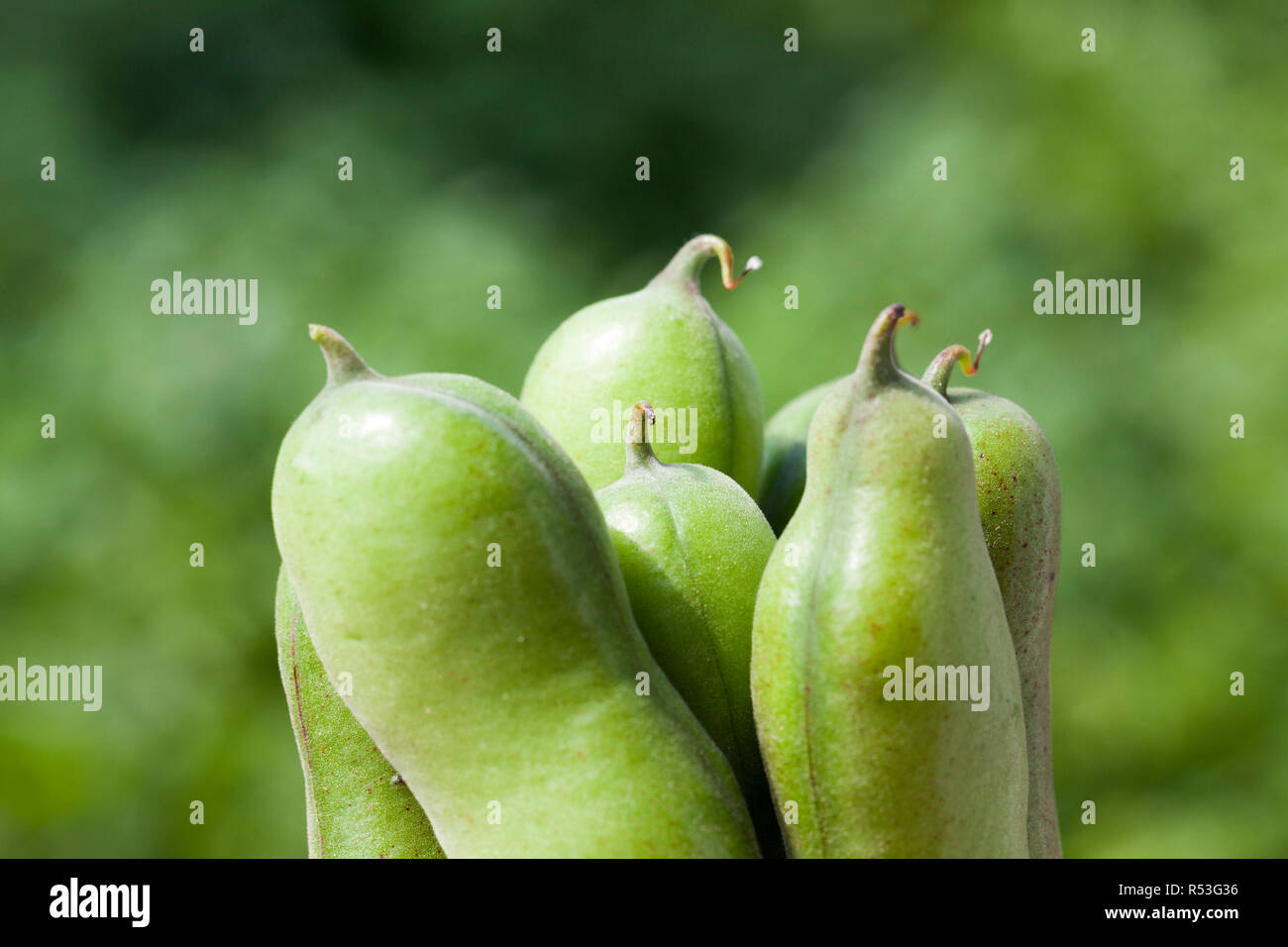 Common bean variety hi-res stock photography and images - Alamy