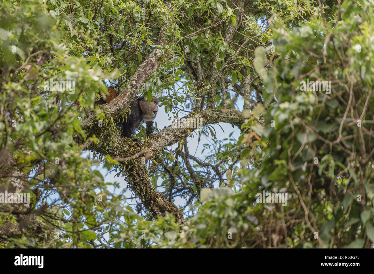 Golden monkey virunga mountains hi-res stock photography and images - Alamy