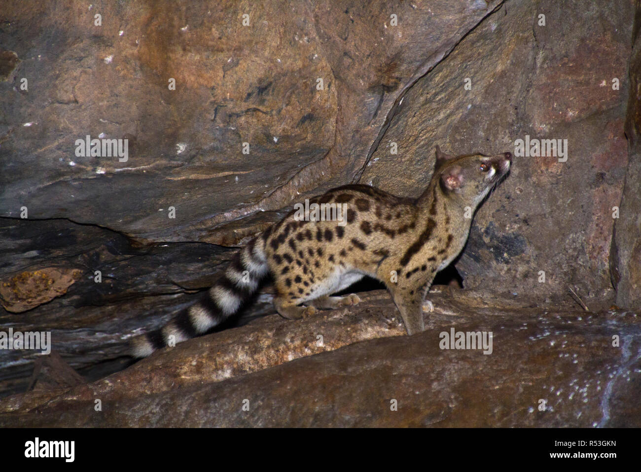 A Rusty Spotted Genet, one of the commonest and most widespread of ...