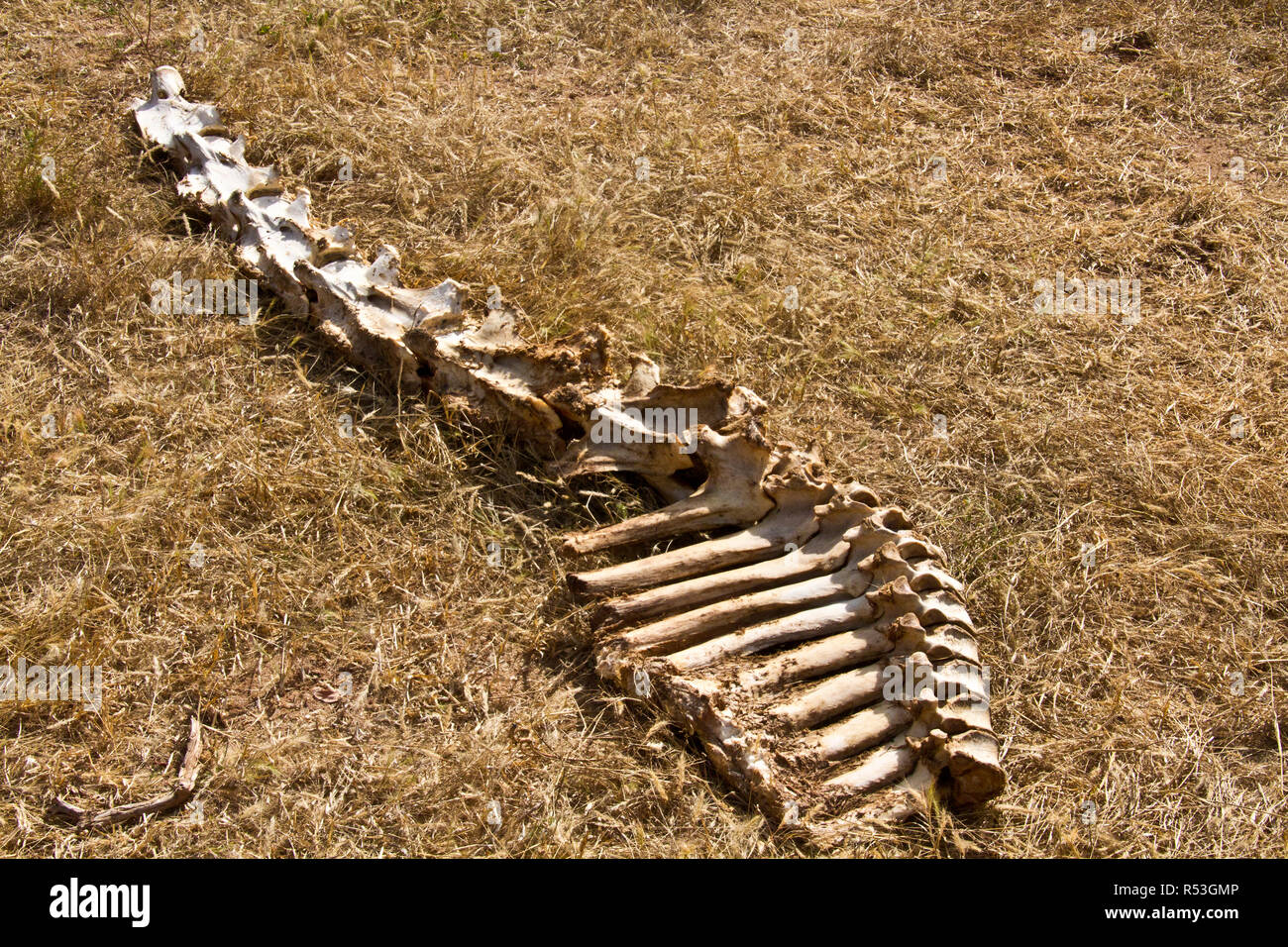 The neck and thorax section of a Giraffe spine from a long dead ...
