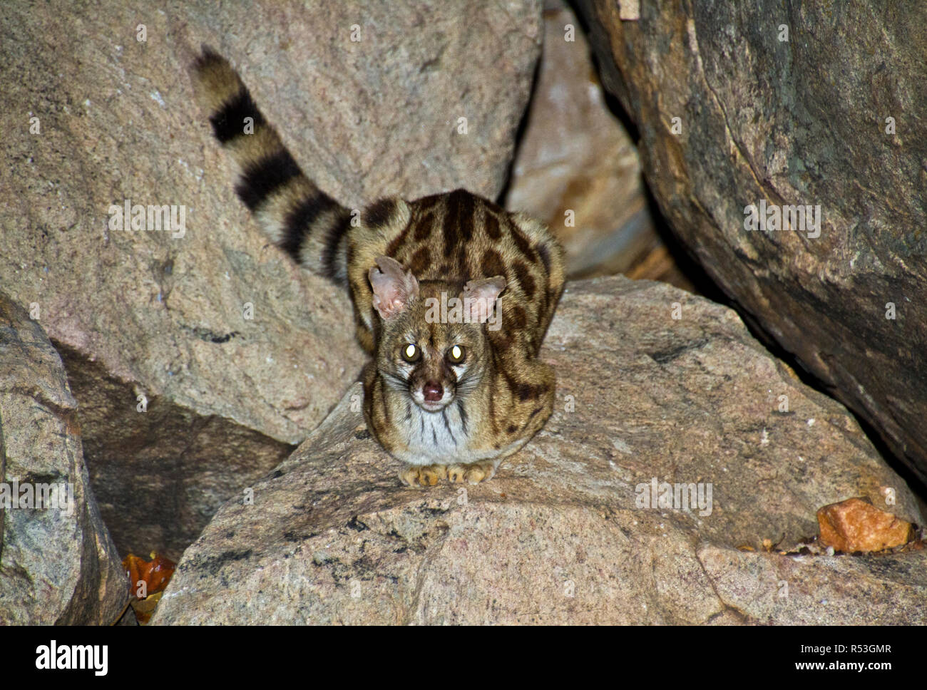 Large spotted genet hi-res stock photography and images - Alamy